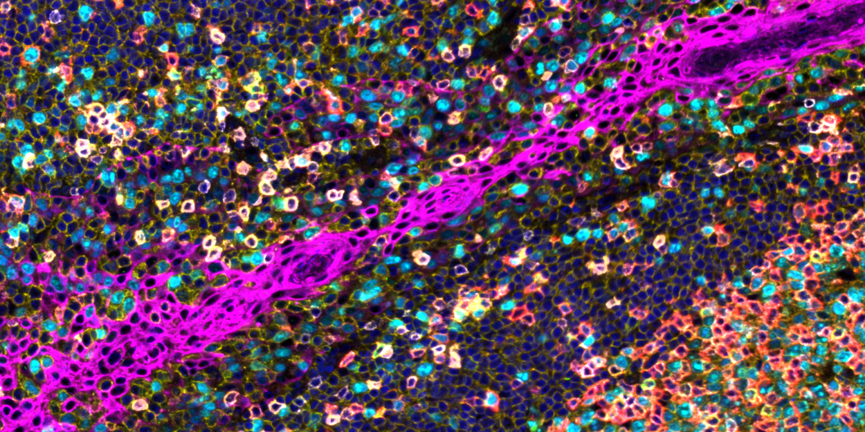 SignalStar-brochure-download